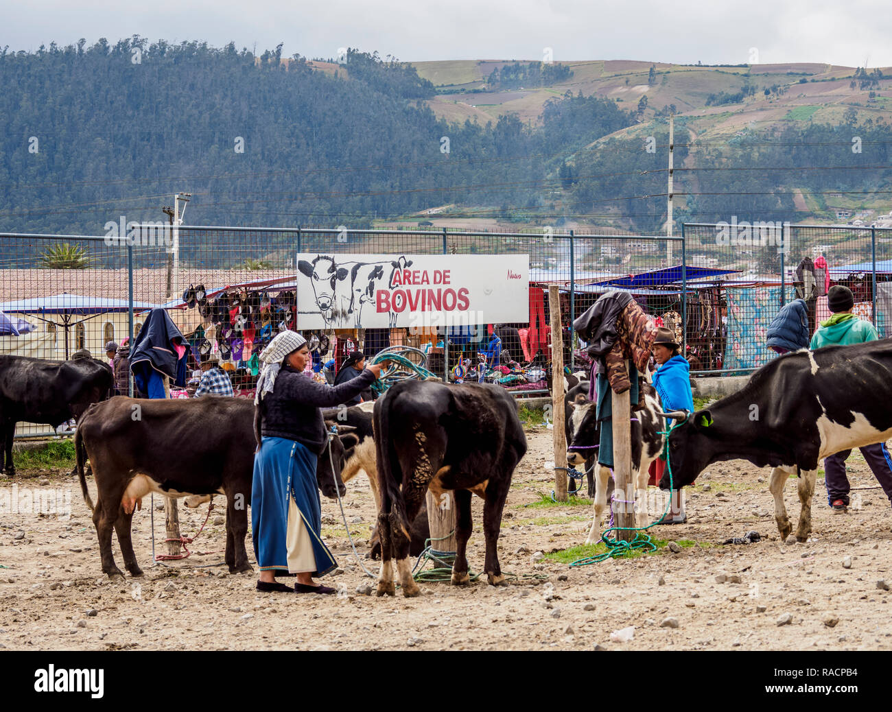 Saturday Livestock Market, Otavalo, Imbabura Province, Ecuador, South ...