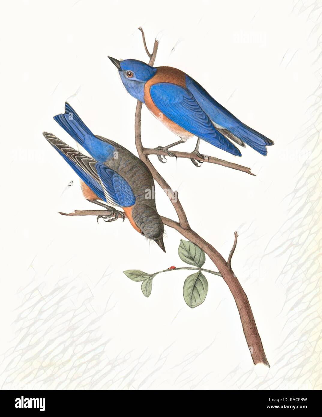 Western Blue Bird. 1. Male. 2. Female., Audubon, John James, 1785-1851 ...