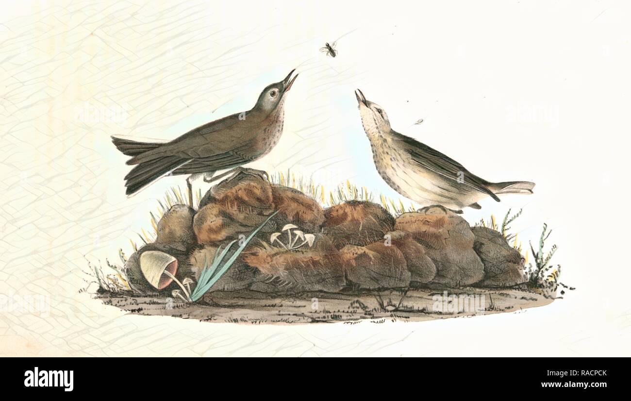American Pipit or Titlark. 1. Male. 2. Female., Audubon, John James ...