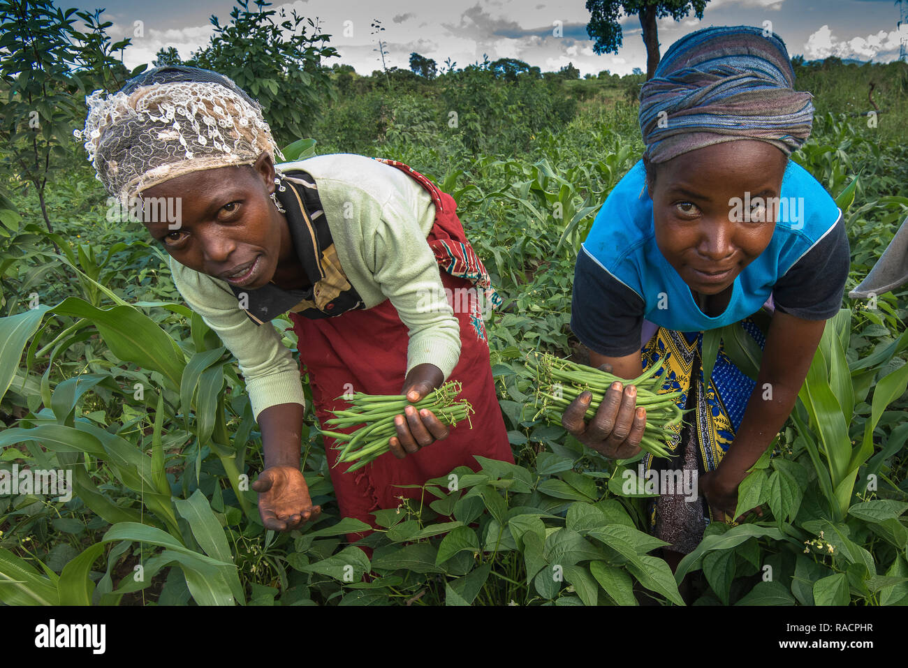 Bean harvest in Machakos, Kenya, East Africa, Africa Stock Photo - Alamy