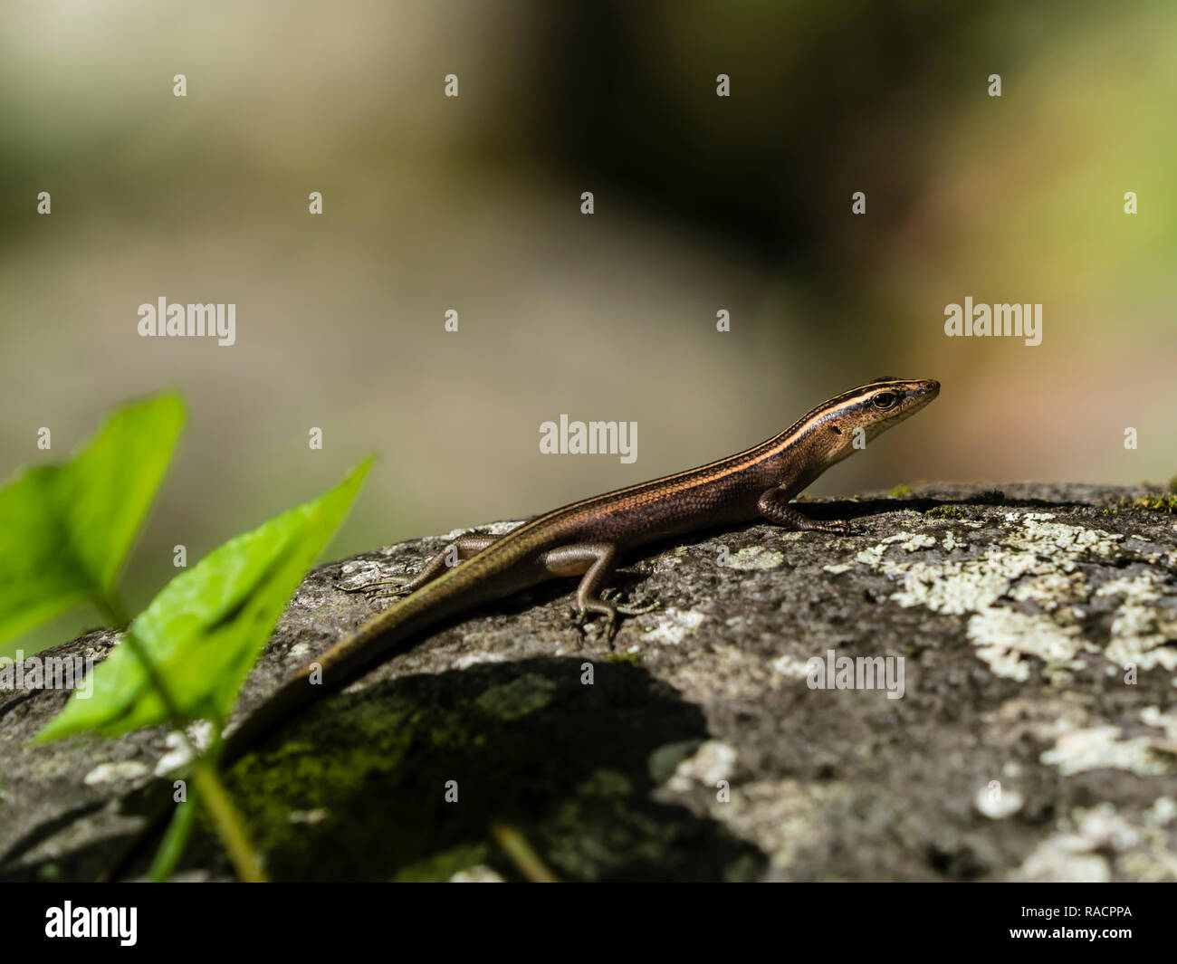 Adult azure-tailed skink (Emoia impar), on Hiva Oa, Marquesas, French ...