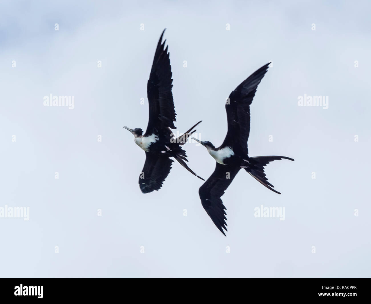 Ariel combat hi-res stock photography and images - Alamy