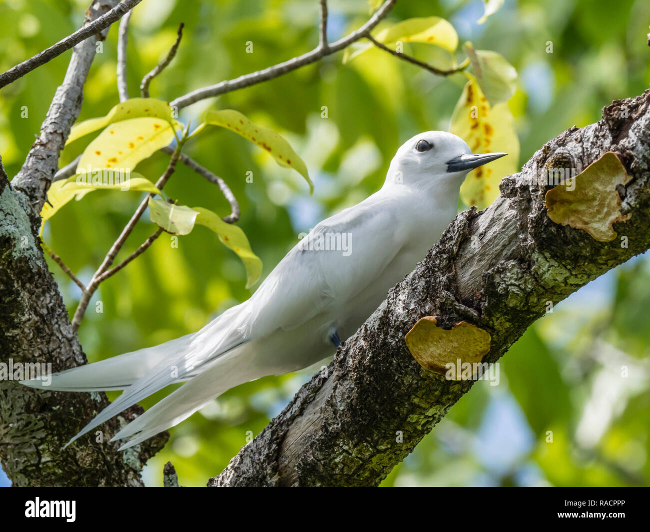 Adult white tern (Gygis alba), at the Belvedere on Makatea, French ...