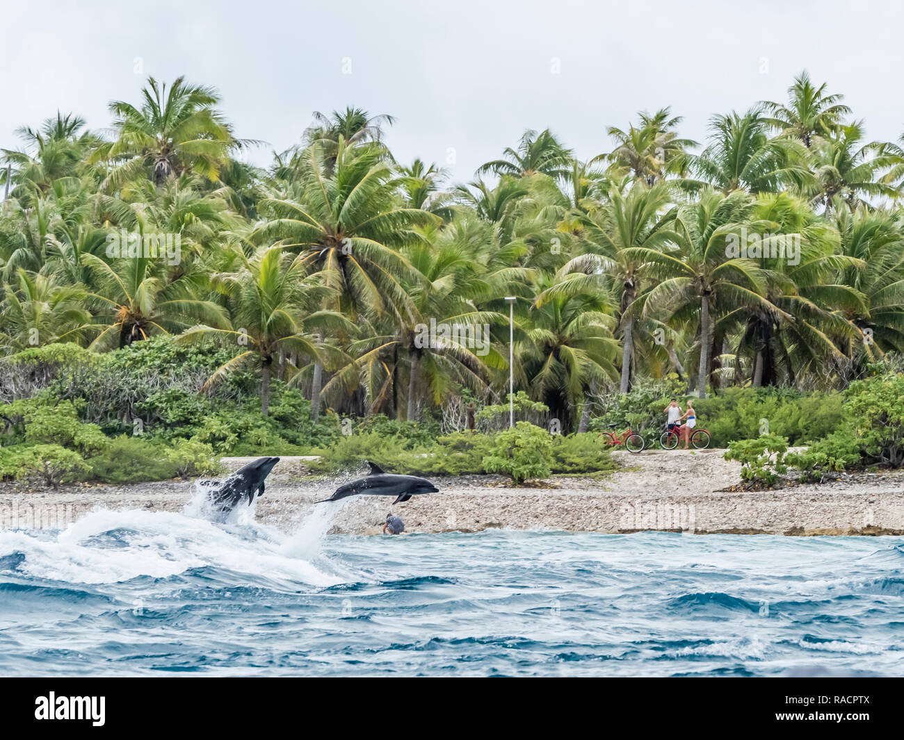 Adult common bottlenose dolphins (Tursiops truncatus) leaping near ...