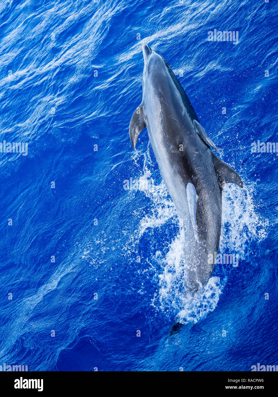 Dolphin sea overhead hi-res stock photography and images - Alamy
