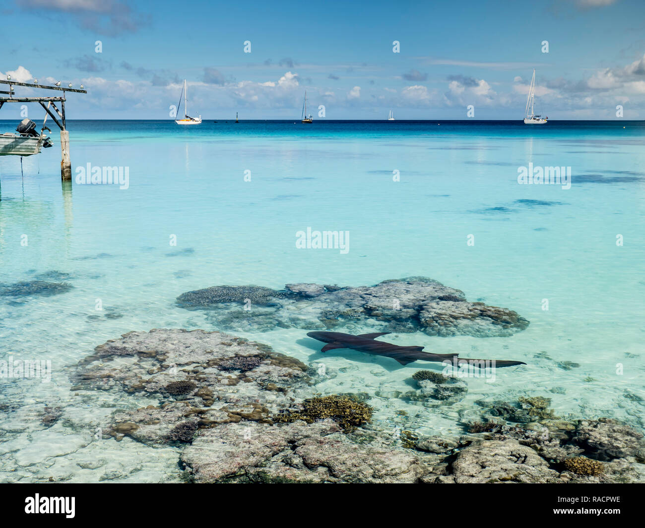 Adult tawny nurse shark (Nebrius ferrugineus) in the town of Rotoava ...