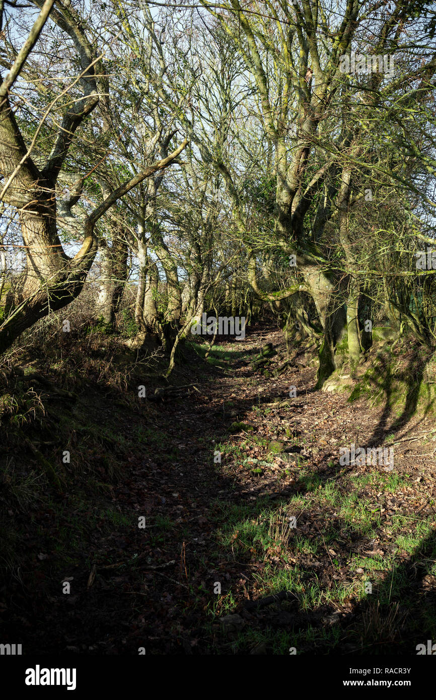 Country Bush Tracks High Resolution Stock Photography and Images - Alamy