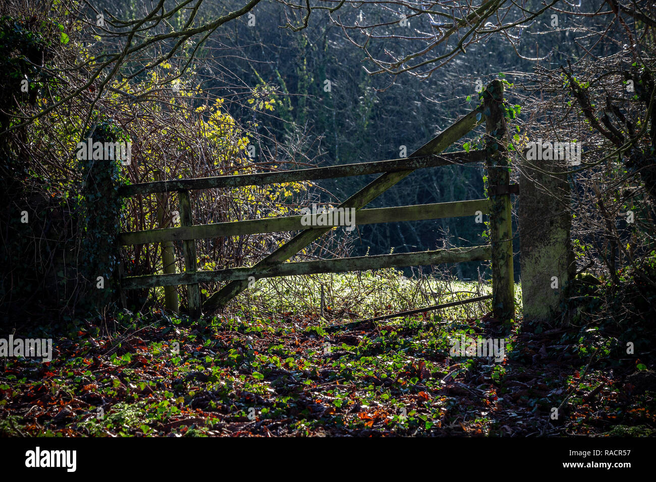 Old gate in rural scene,Dairy Farm, Farm, Domestic Cattle, Cow, Barn ...