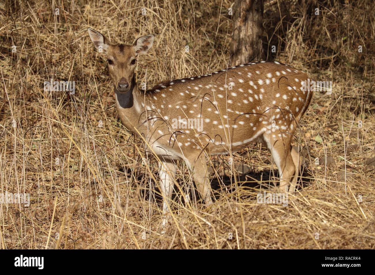 Spotted deer at the Gir Interpretation Zone/Gir forest-Gujarat/India ...
