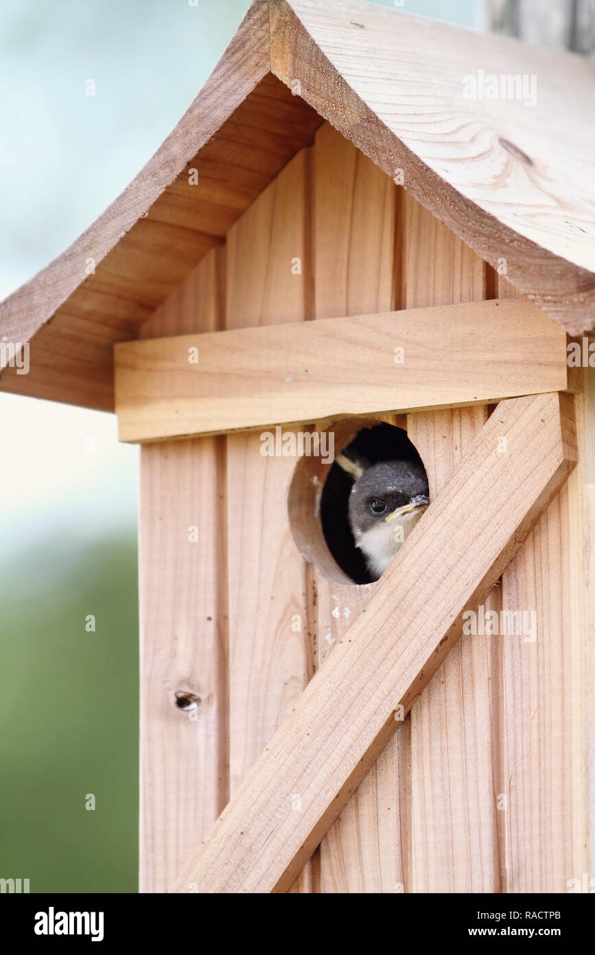 Fledgling sparrow hi-res stock photography and images - Alamy