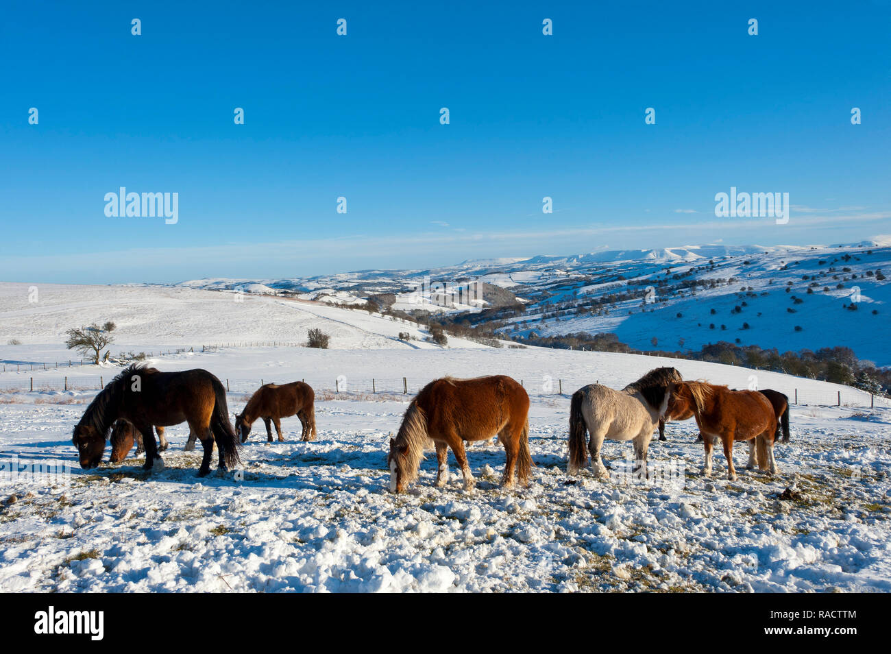 Welsh Mountain Ponies in the snow on the Mynydd Epynt moorland, Powys ...