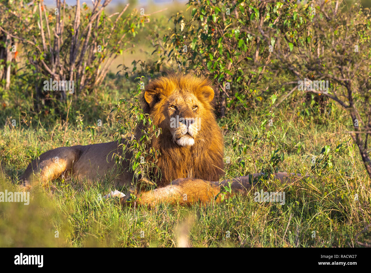 Masai mara lion pride hi-res stock photography and images - Alamy