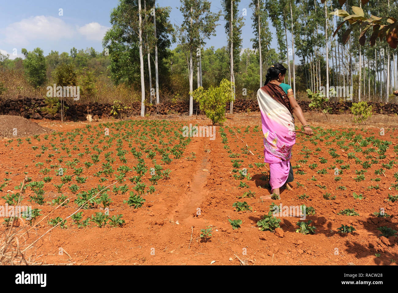Koraput agriculture hi-res stock photography and images - Alamy