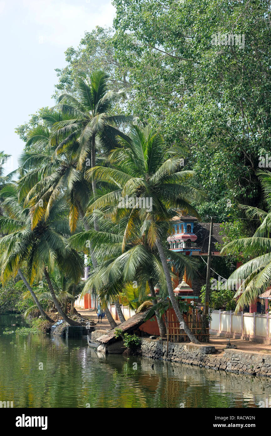 Hindu temple almost concealed behind palm trees on the edge of the ...