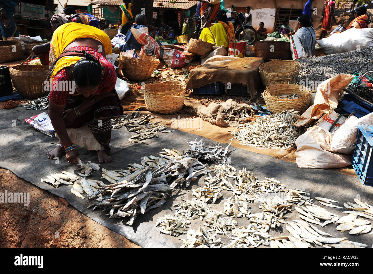 Mali tribeswoman arranging dried river fish in pre-weighed piles for ...