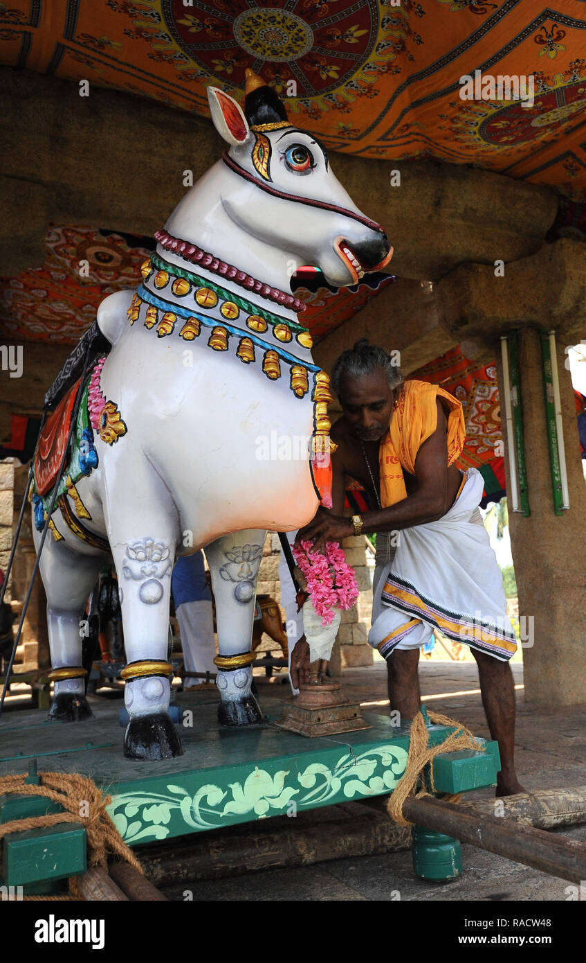 Holy man dressing temple Nandi bull for temple ceremony, Gangaikonda ...