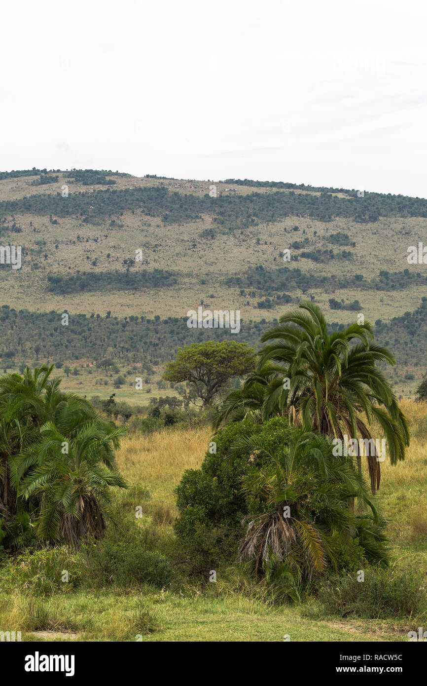Landscape in the Masai Mara. Palm trees and hill. Kenya, Africa Stock ...