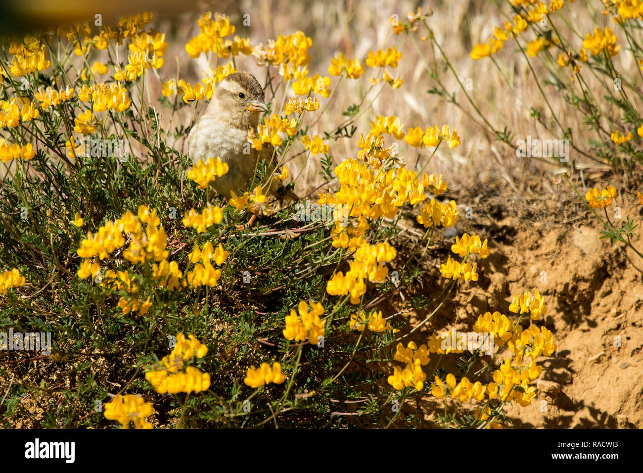 Chestnut shouldered petronia hi-res stock photography and images - Alamy