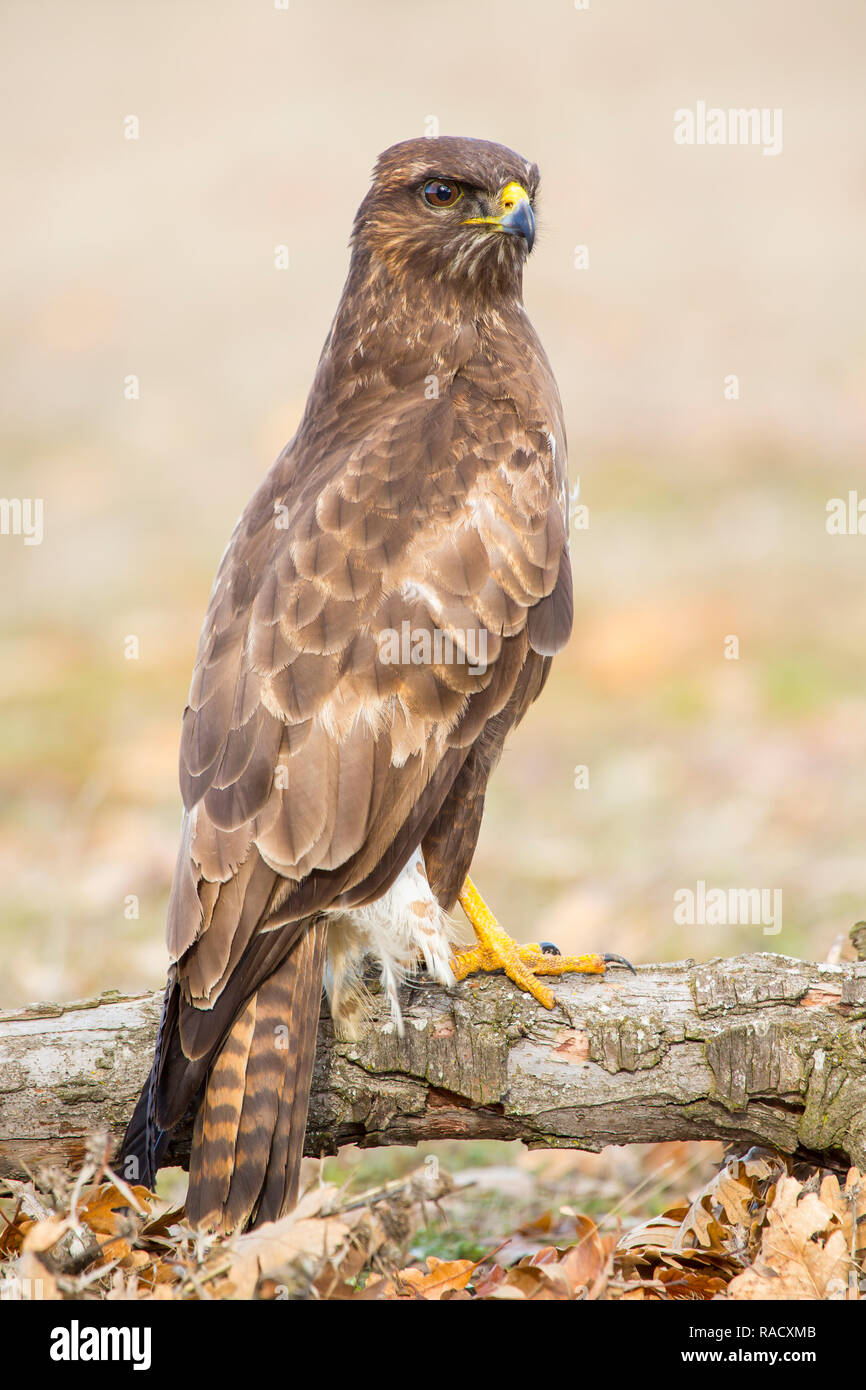 Buzzard biting claws hi-res stock photography and images - Alamy