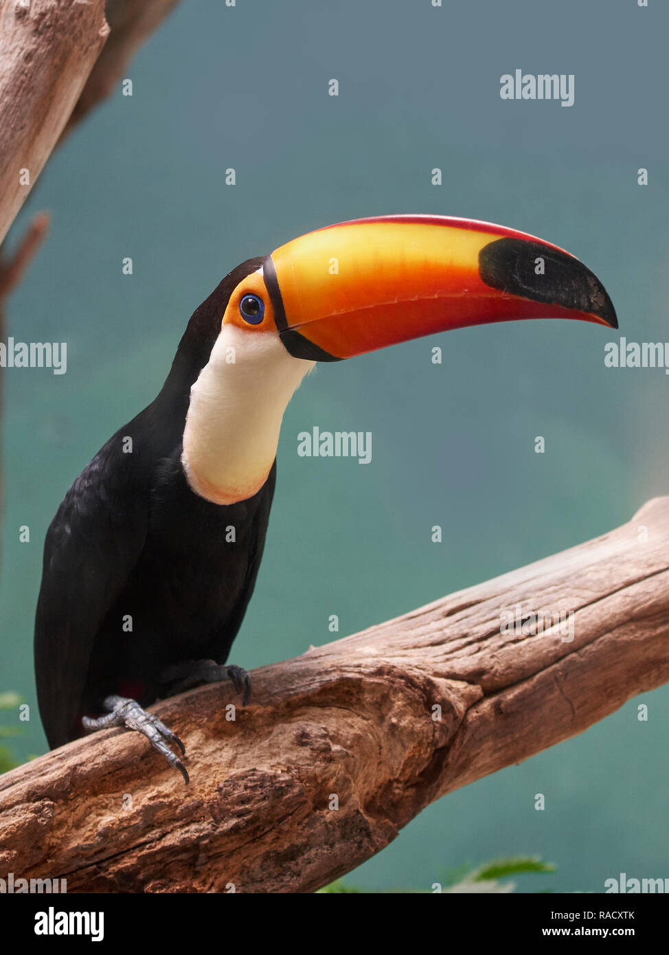 Toco Toucan sitting on a branch in its habitat Stock Photo - Alamy