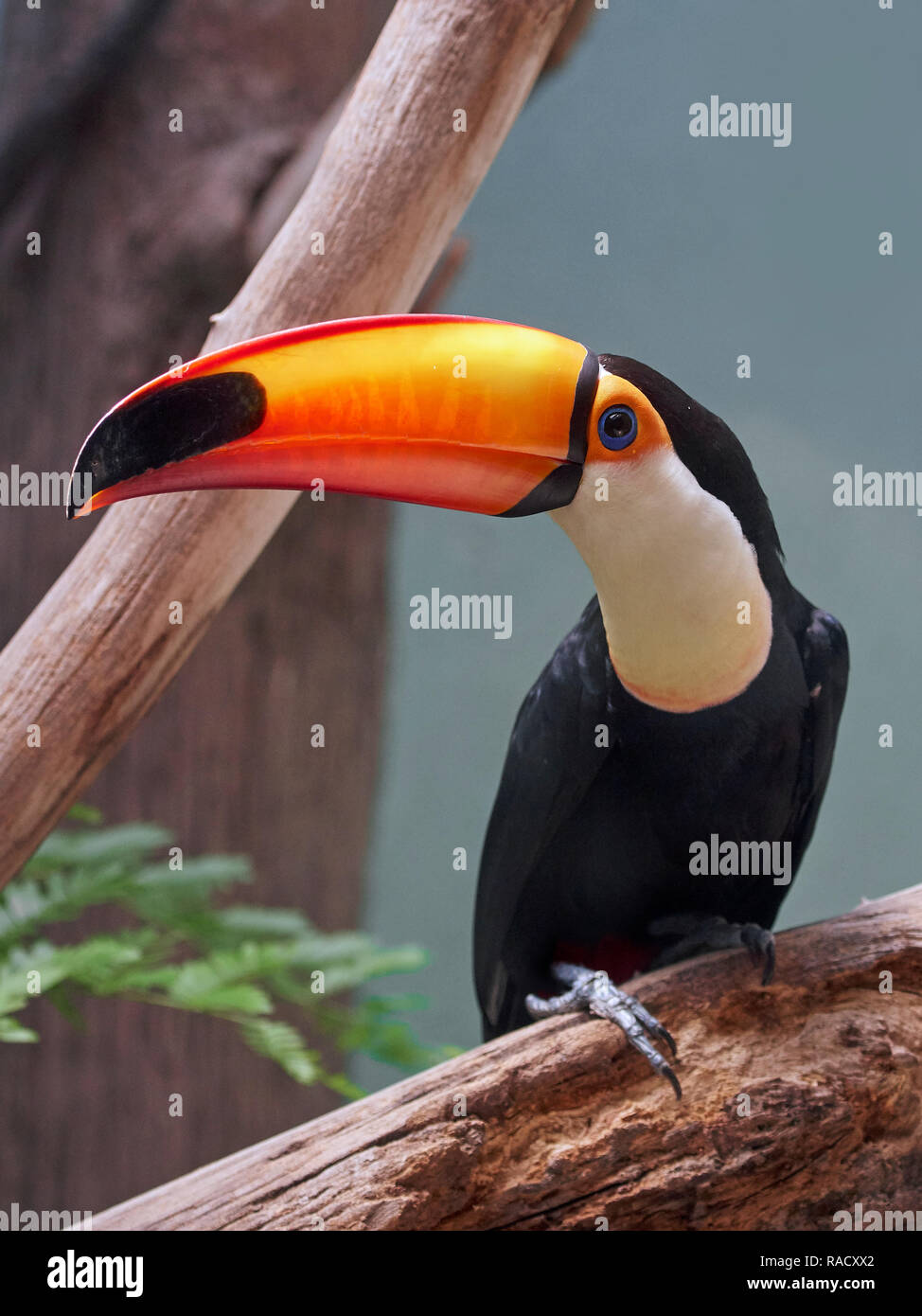 Toco Toucan sitting on a branch in its habitat Stock Photo - Alamy