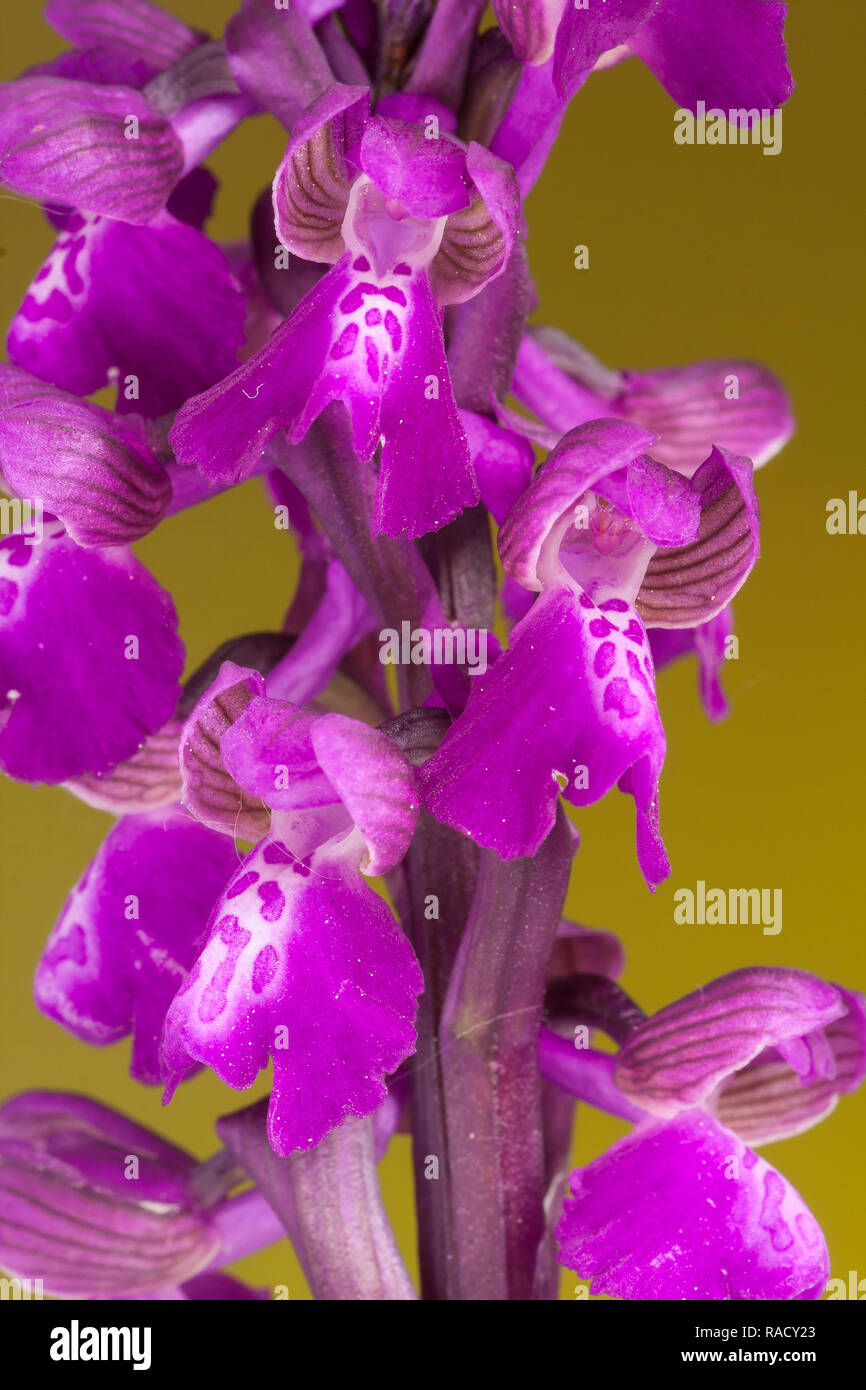 Wild orchis spain hi-res stock photography and images - Alamy