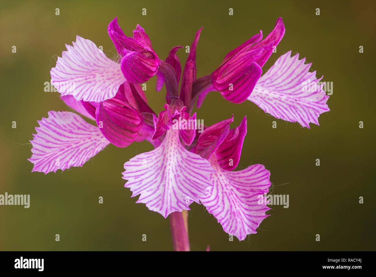 Papilionacea hi-res stock photography and images - Alamy