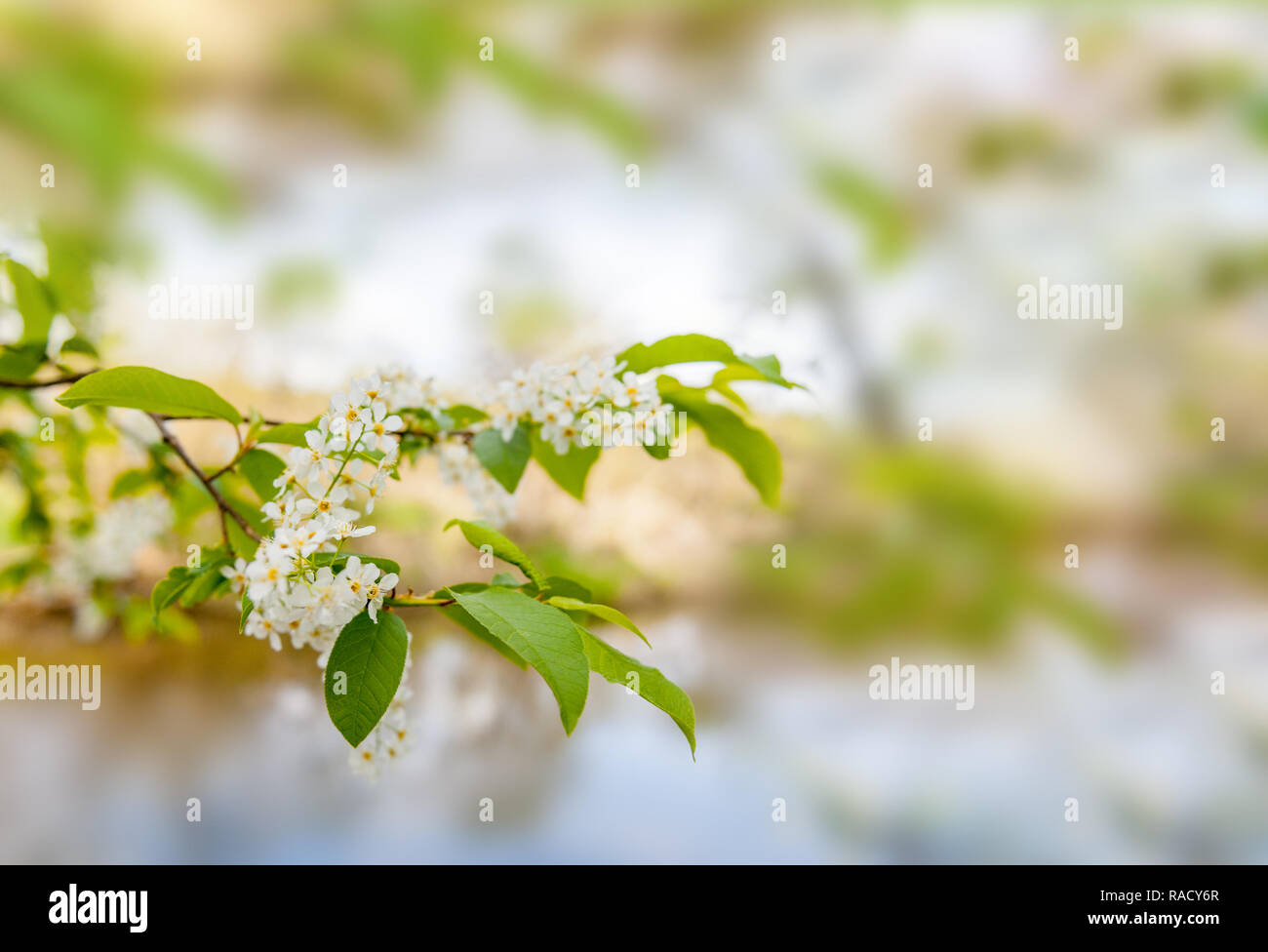 lilac branch with foliage and forest in the background in romantic ...