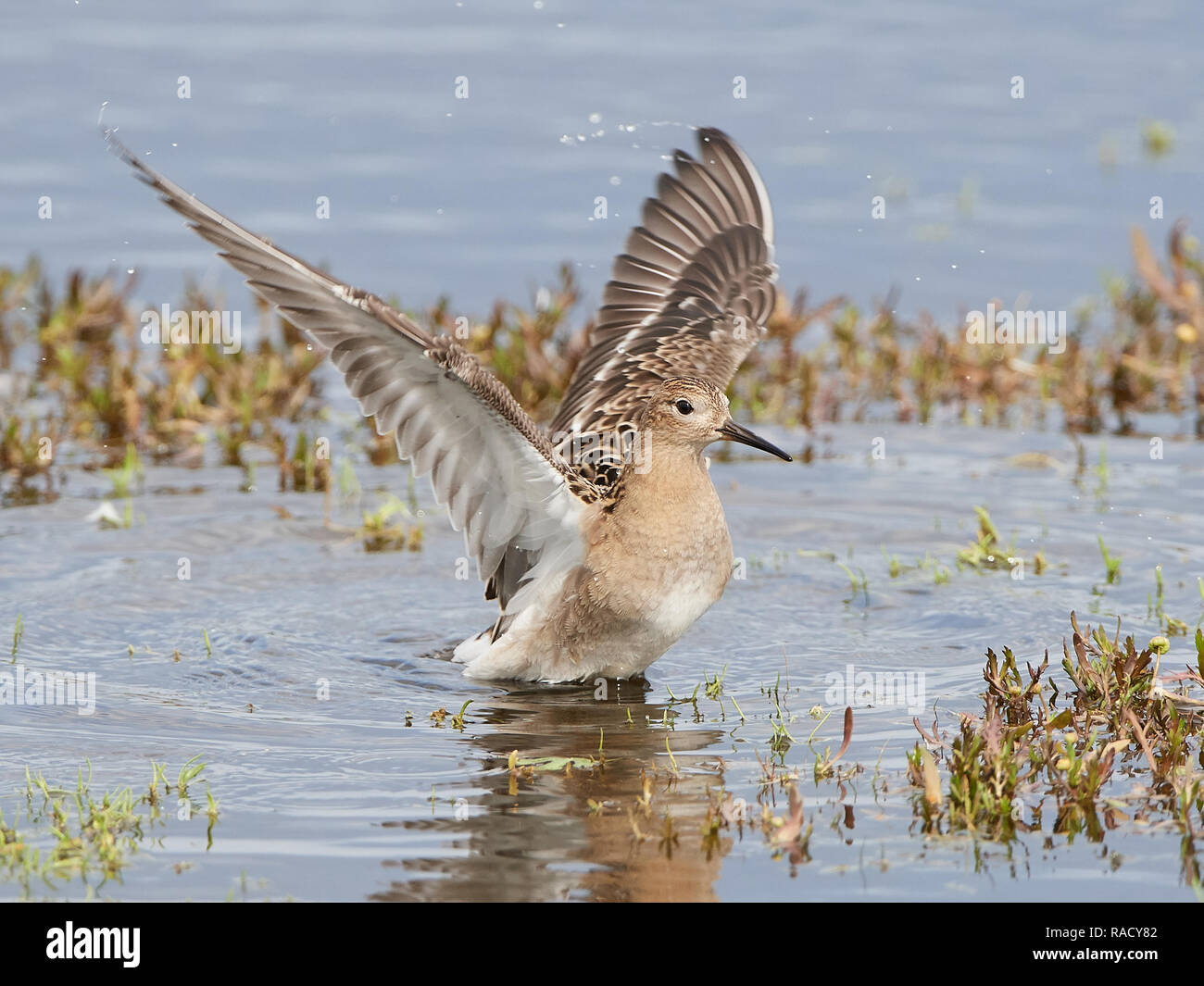 Ruff in its natural habitat in Denmark Stock Photo - Alamy