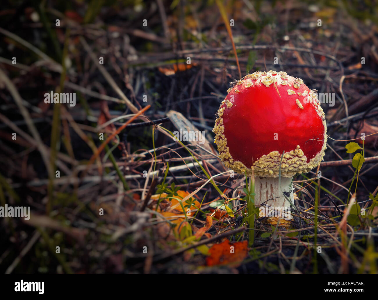Poisonous fly agaric in the dark forest Stock Photo - Alamy