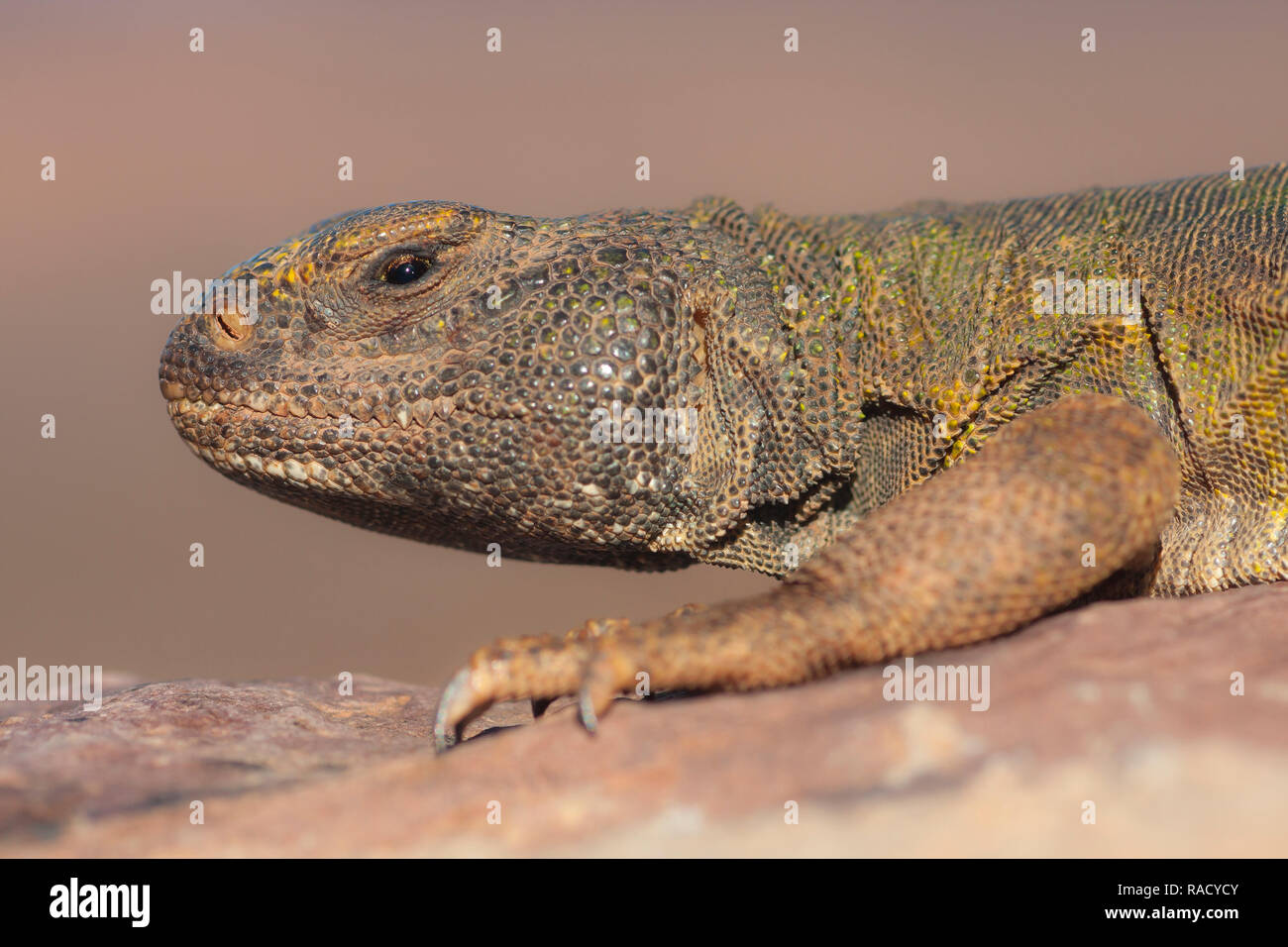 Tuatara egg hi-res stock photography and images - Alamy