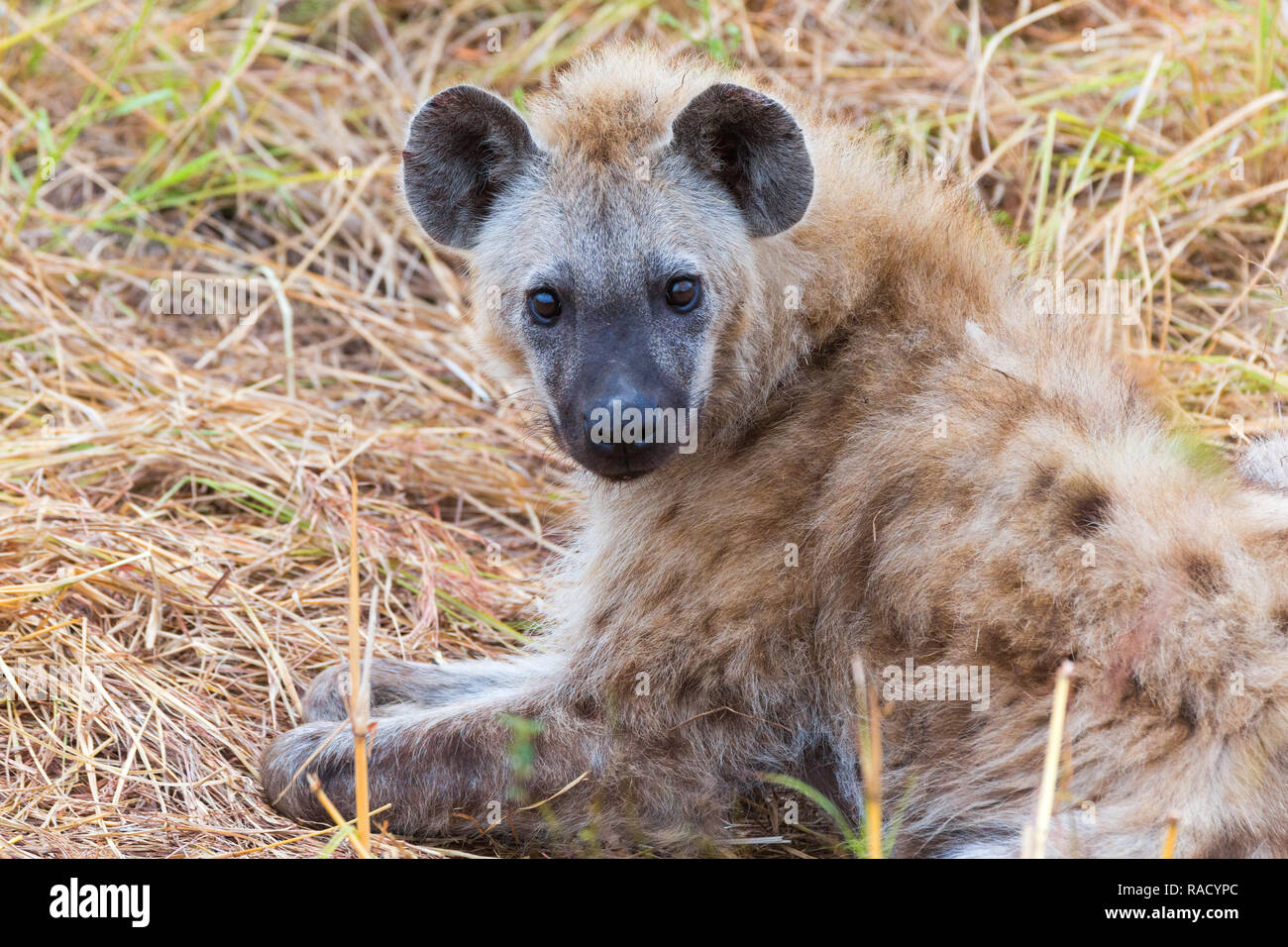 Hyena tail hi-res stock photography and images - Alamy