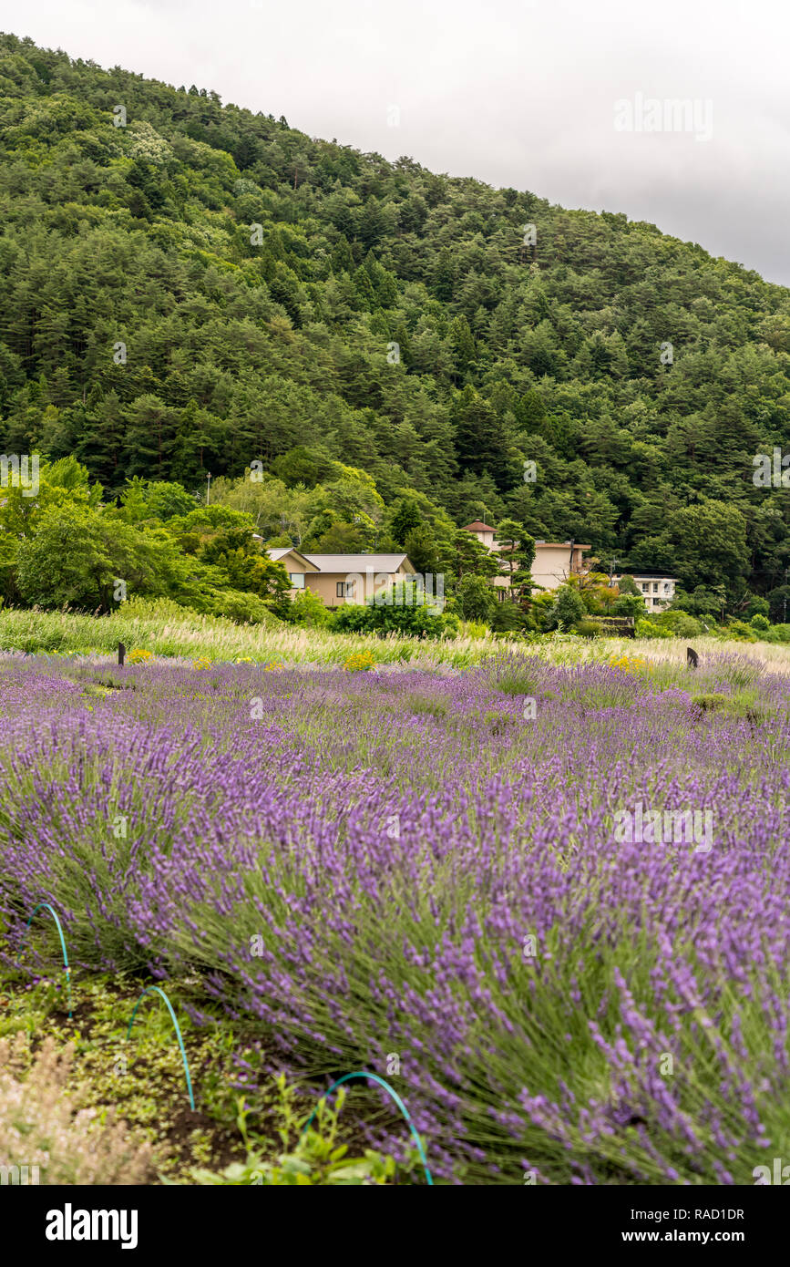 Mediterranean lavender cultivation hi-res stock photography and images ...