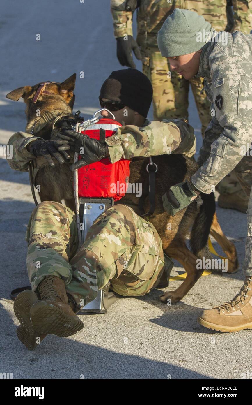 Military Working Dog Sgt. Leo, assigned to the 131st Military Working ...