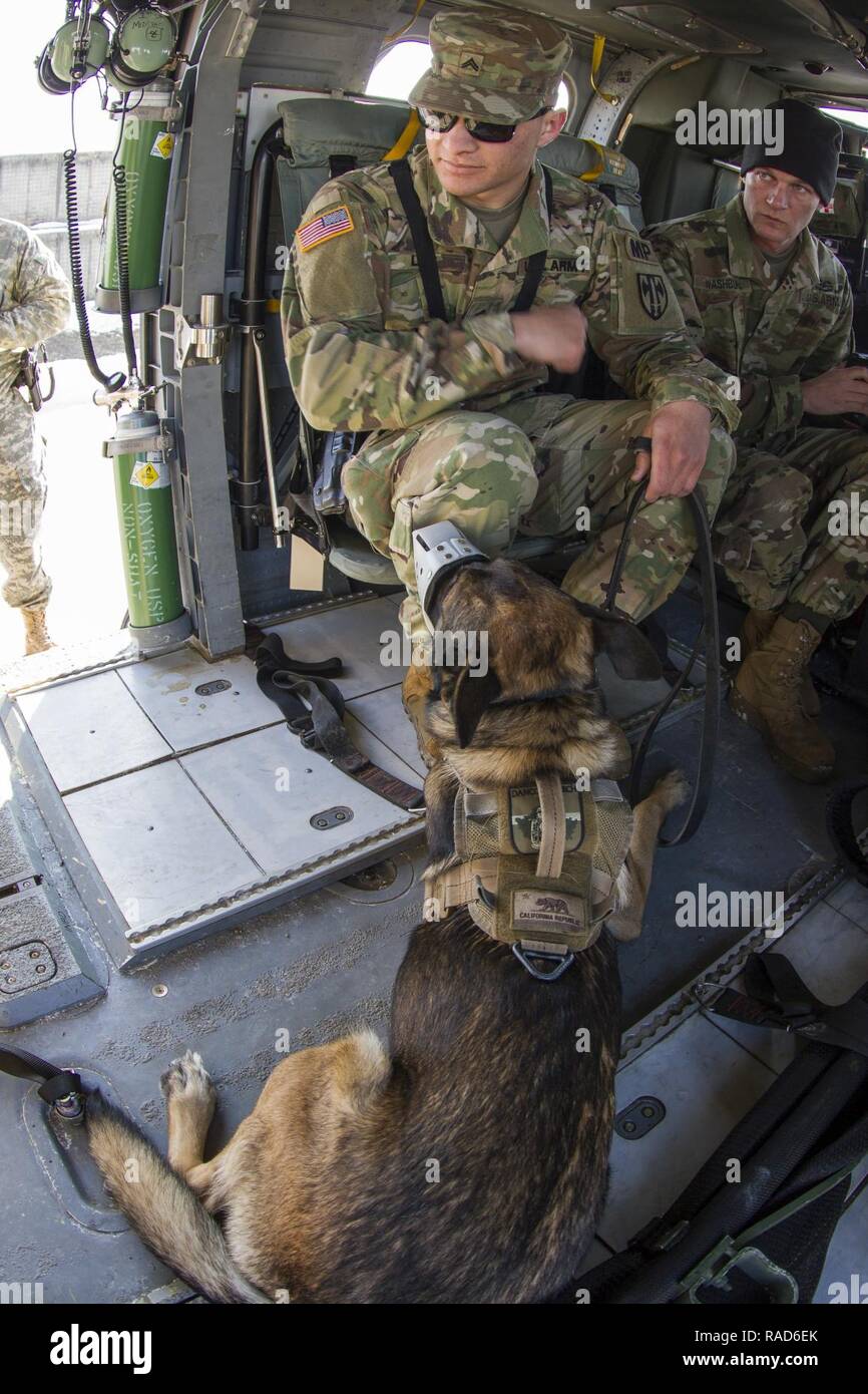 Military Working Dog, Sgt. Beri and his handler Cpl. Jared Lee ...