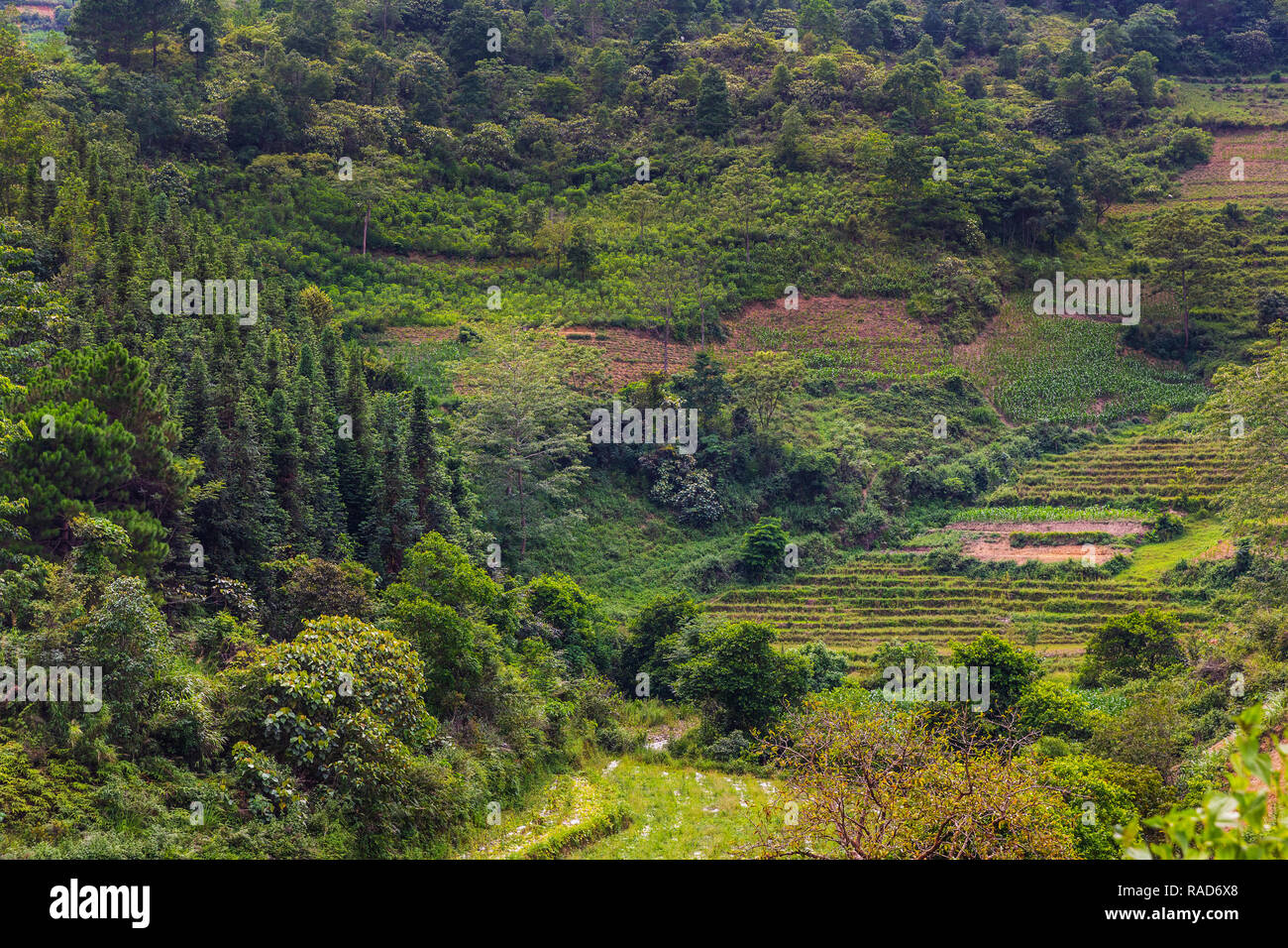 Rice fields on mountain side hi-res stock photography and images - Alamy