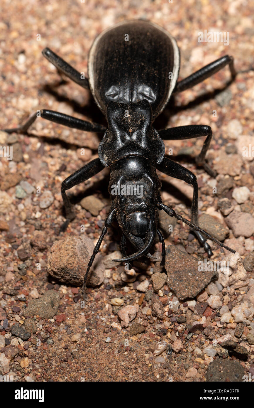 big ground beetle Anthia Cintipennis in namib desert. Insect predator ...