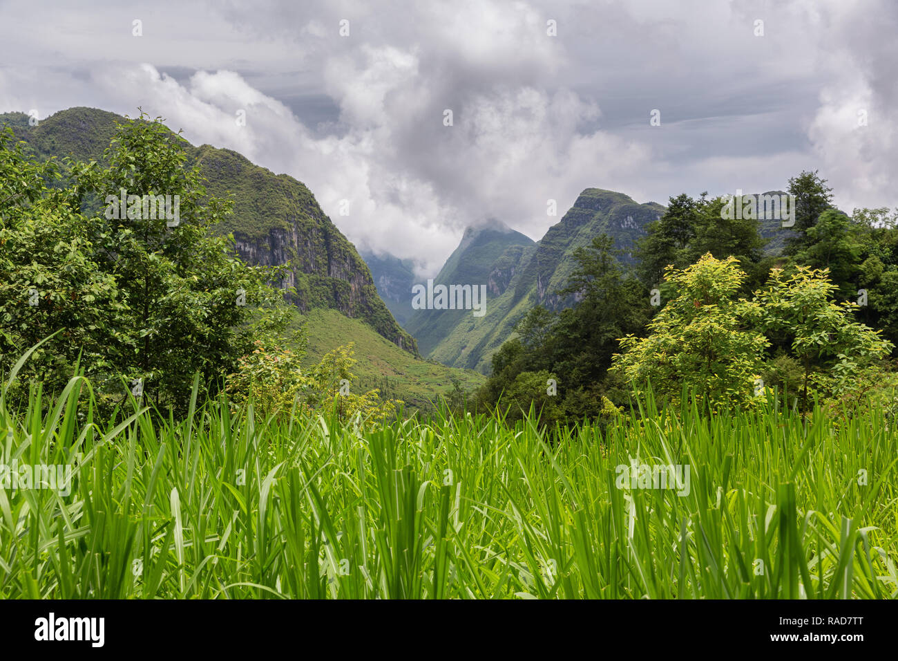 Rice patty and mountains, Ha Giang Loop, Ha Giang Province, Vietnam ...