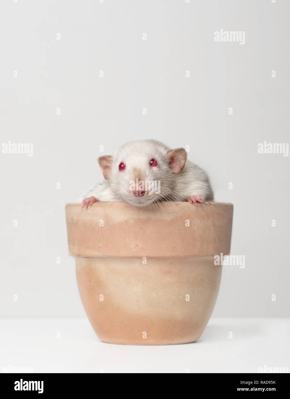 White mouse looking at camera hi-res stock photography and images - Alamy