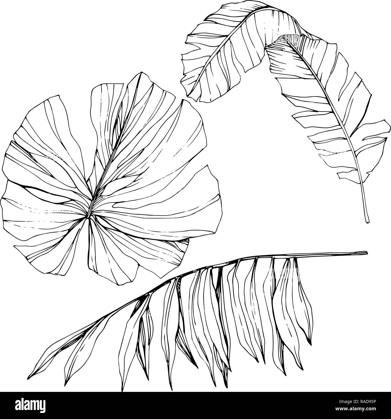 Vector Exotic tropical hawaiian summer. Black and white engraved ink ...