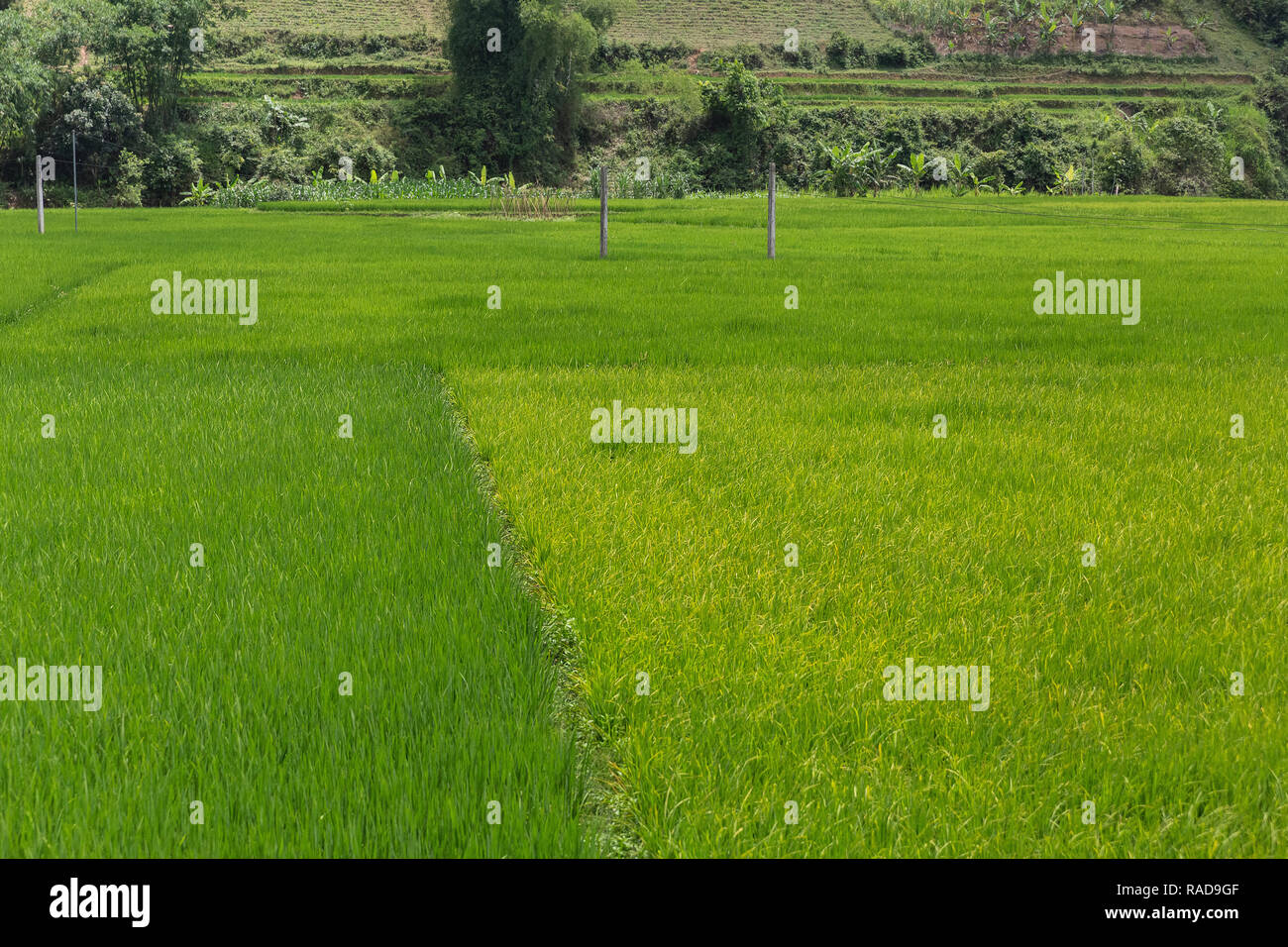 Bright green rice patty. Ha Giang Loop, Ha Giang Province, Vietnam ...