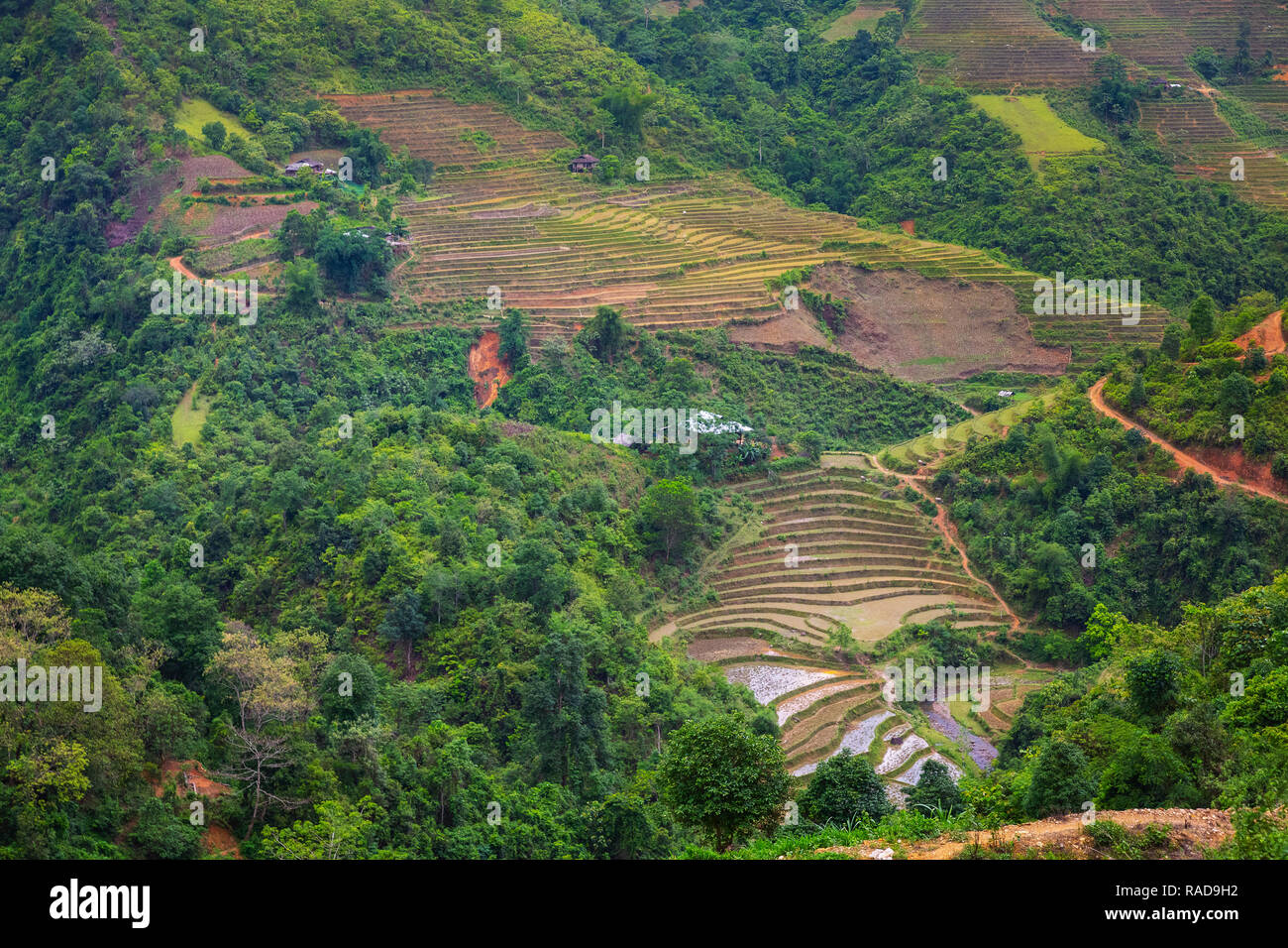 Mountain side rice patties. Ha Giang Loop, Ha Giang Province, Vietnam ...