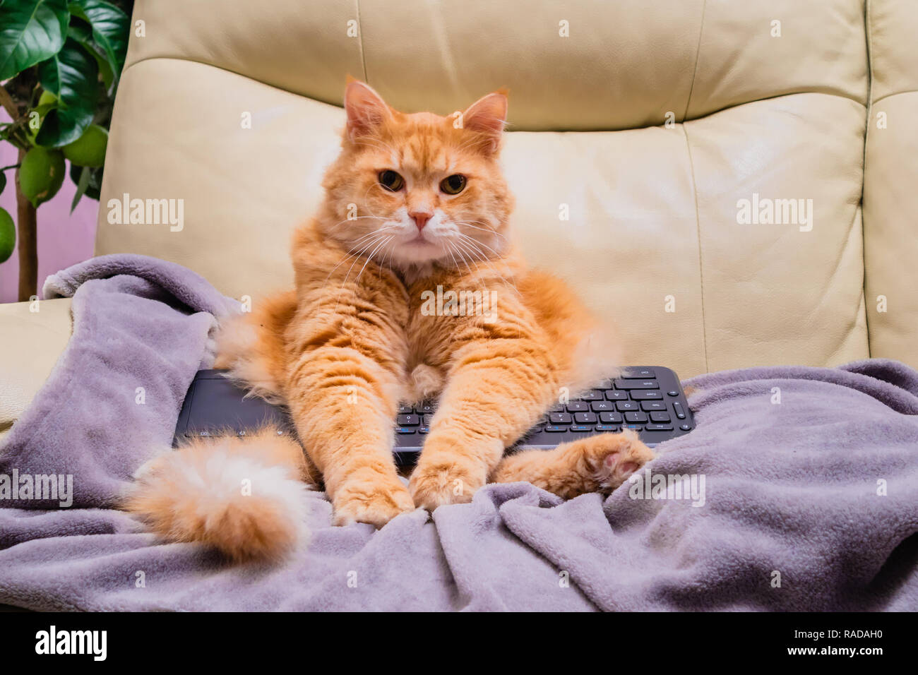 Cat seating like a human on the cough surfing internet with his ...