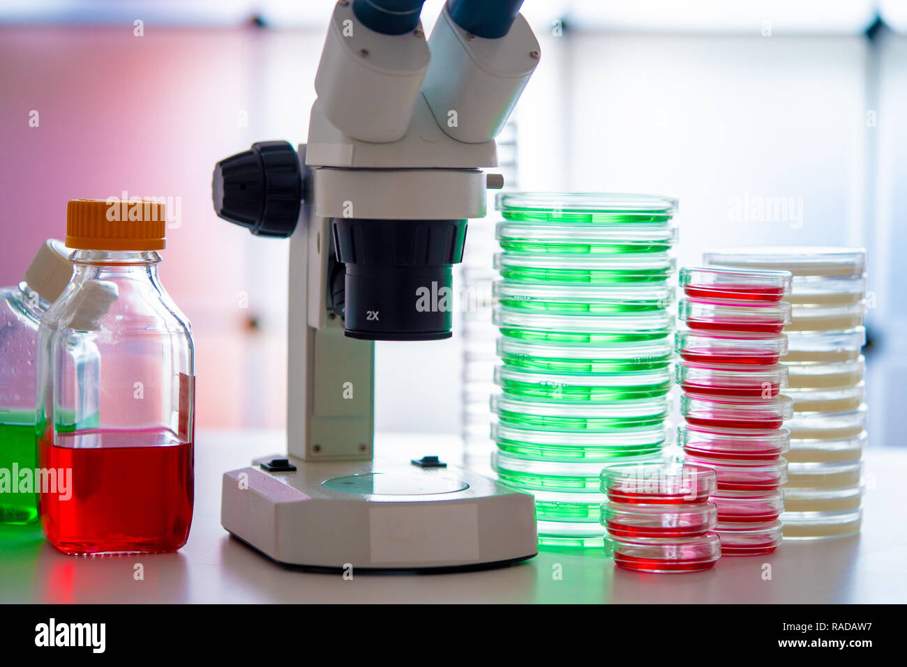 Petri dishes with samples food products and a microscope in the ...