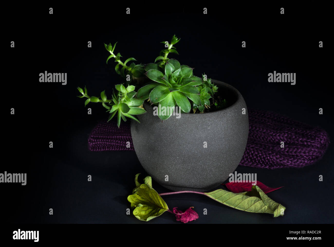 Key tree cactus hi-res stock photography and images - Alamy