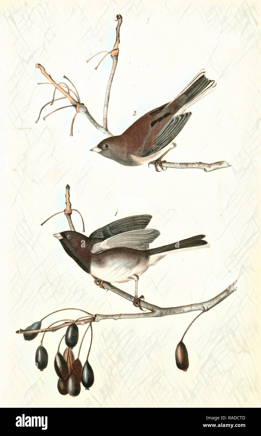 Common Snow-Bird.. 1. Male. 2. Female., Audubon, John James, 1785-1851 ...