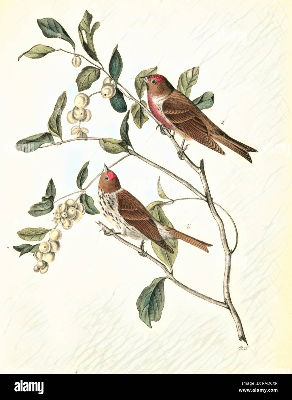 Lesser Redpoll Linnet. 1. Male. 2. Female., Audubon, John James, 1785 ...