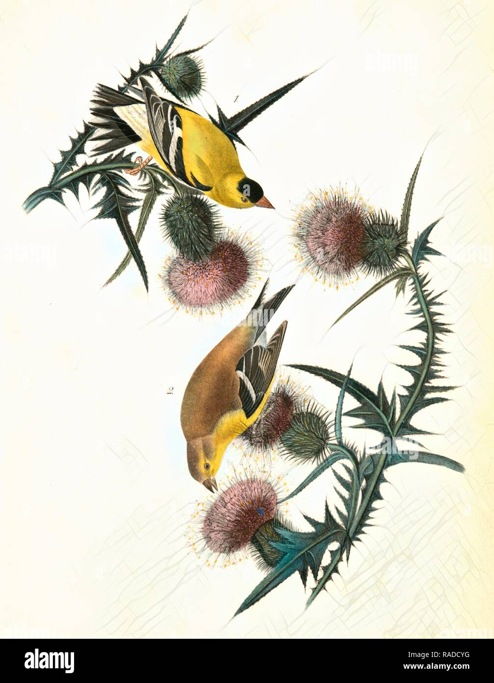 American Goldfinch. 1. Male. 2. Female. (Common Thistle.), Audubon ...