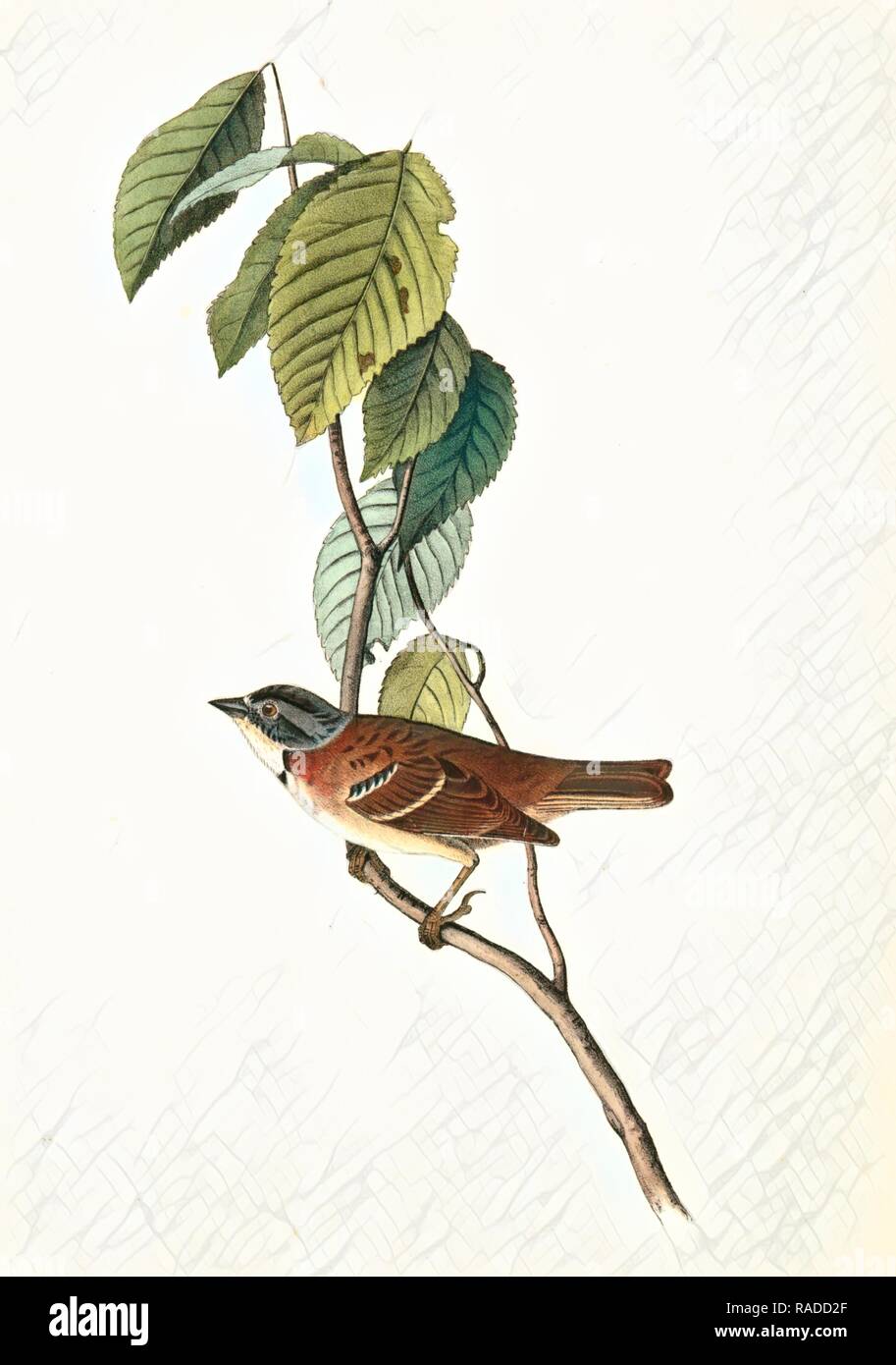 Morton's Finch. Male., Audubon, John James, 1785-1851 Reimagined by ...