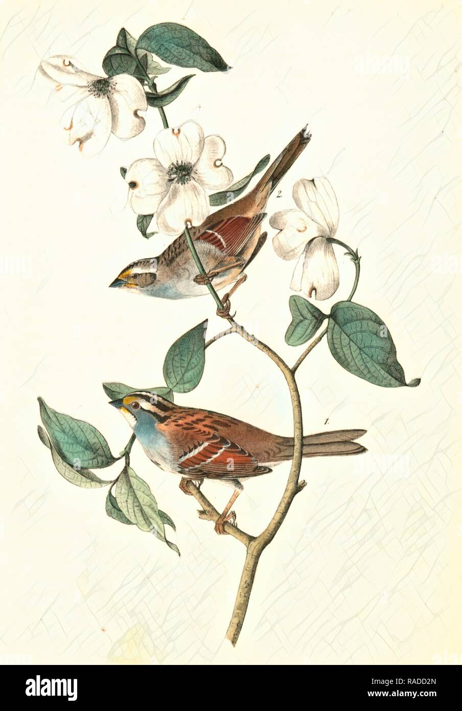 White throated finch common dogwood hi-res stock photography and images ...
